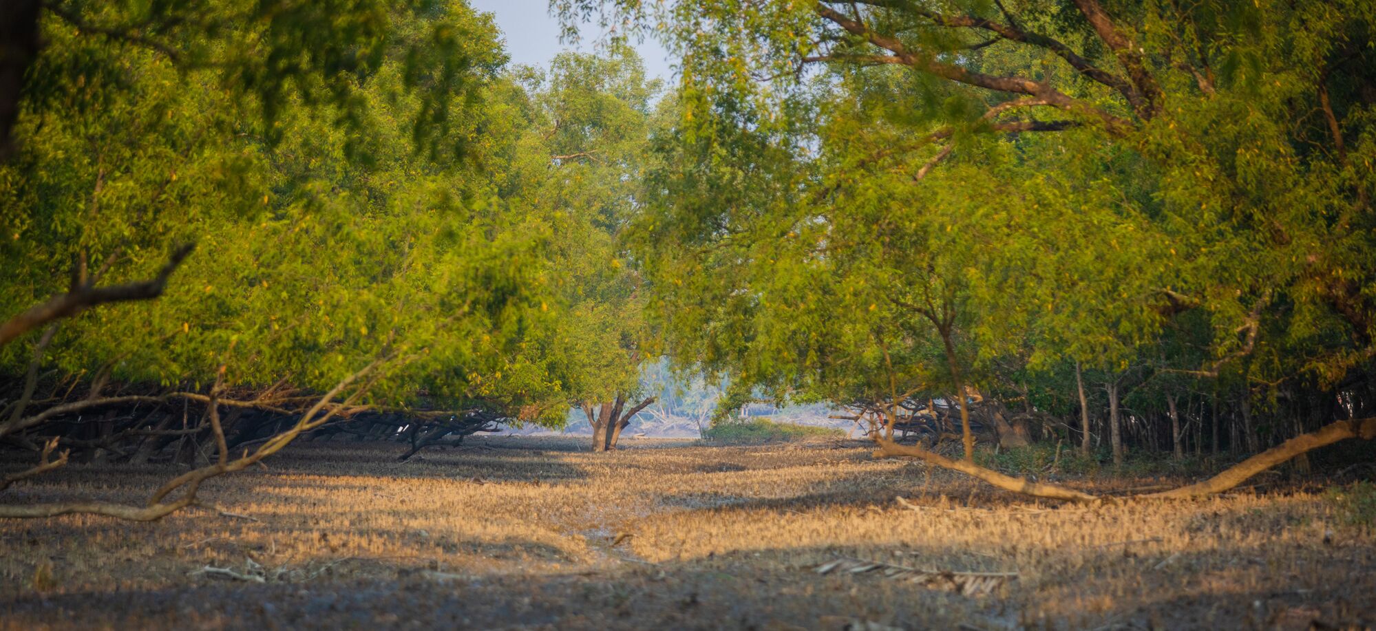 Dublar Char | The Sail